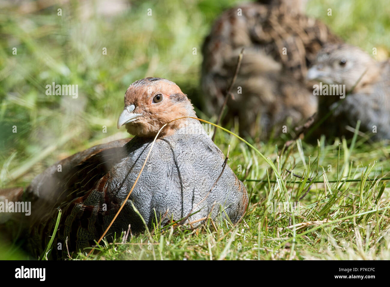 Partridge Partridges Bird Birds High Resolution Stock Photography and ...