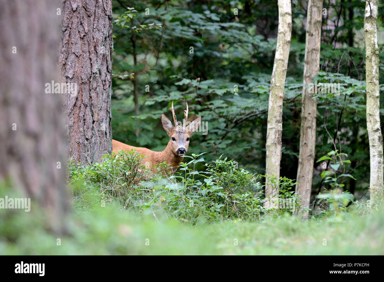 Deer in the forest Stock Photo - Alamy