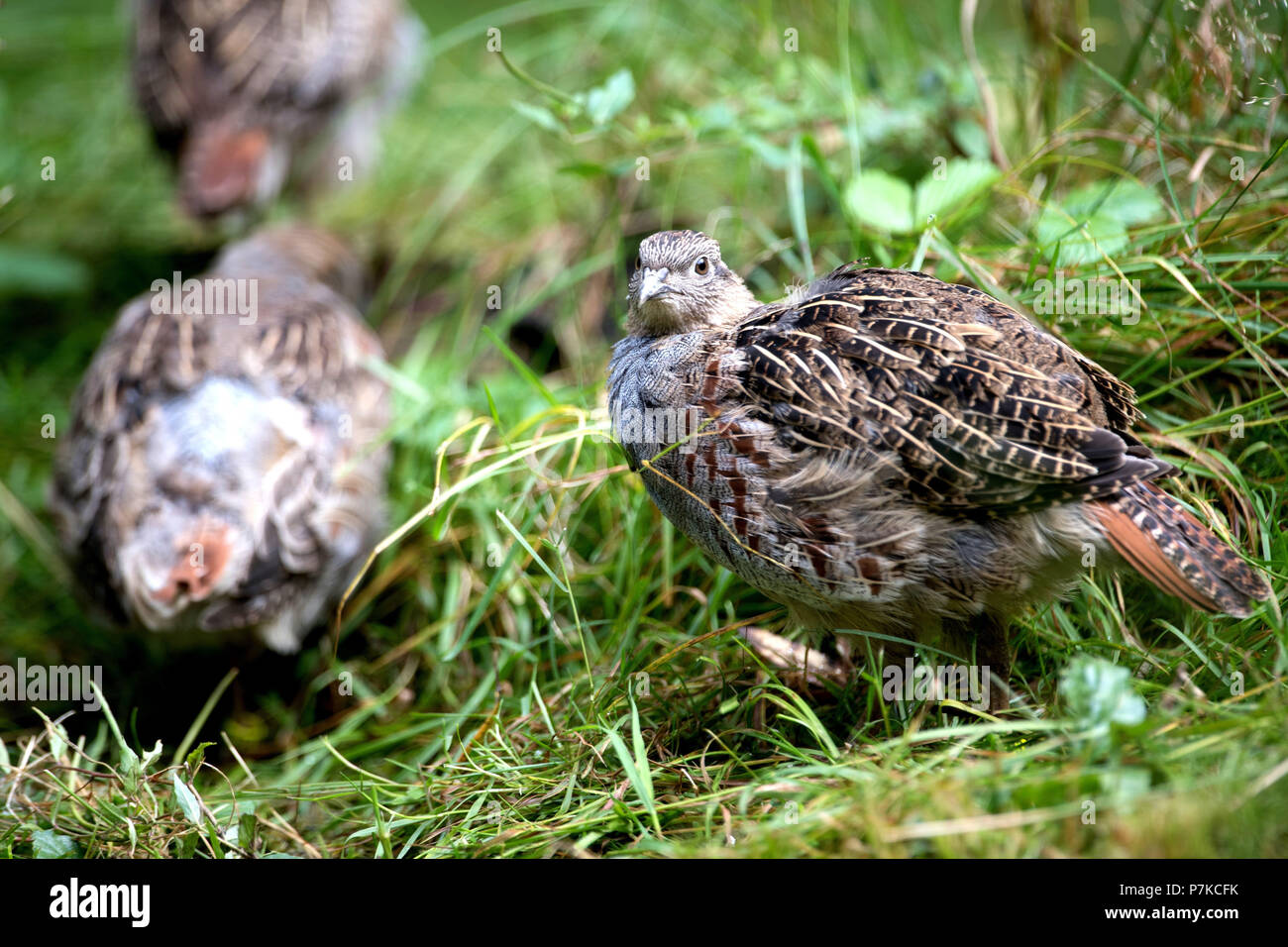 Partridge Partridges Bird Birds High Resolution Stock Photography and ...