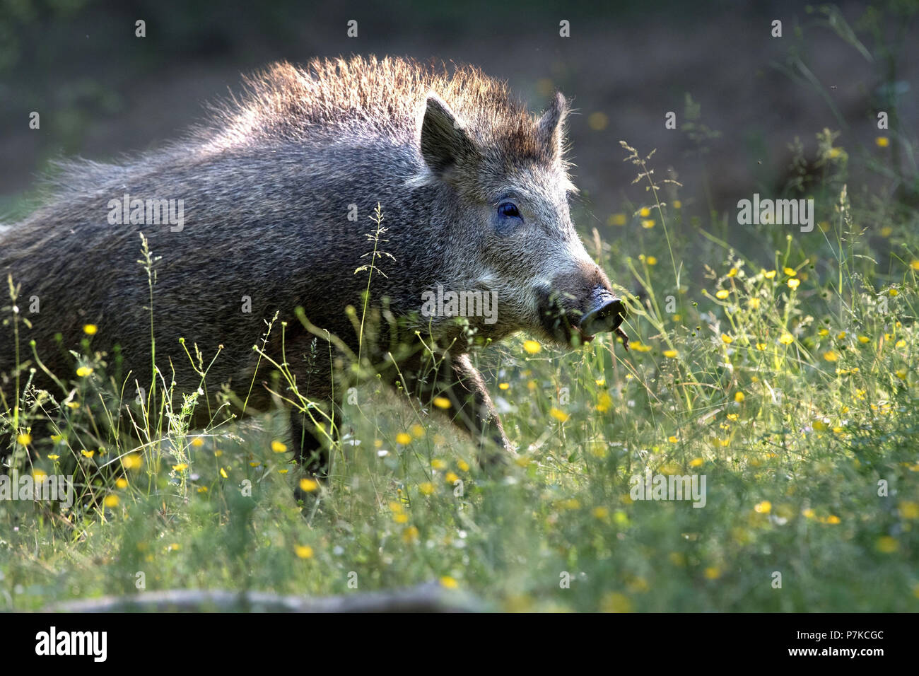 Wild boars summer hi-res stock photography and images - Alamy