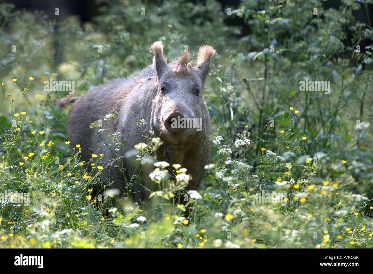 Wild boars summer hi-res stock photography and images - Alamy