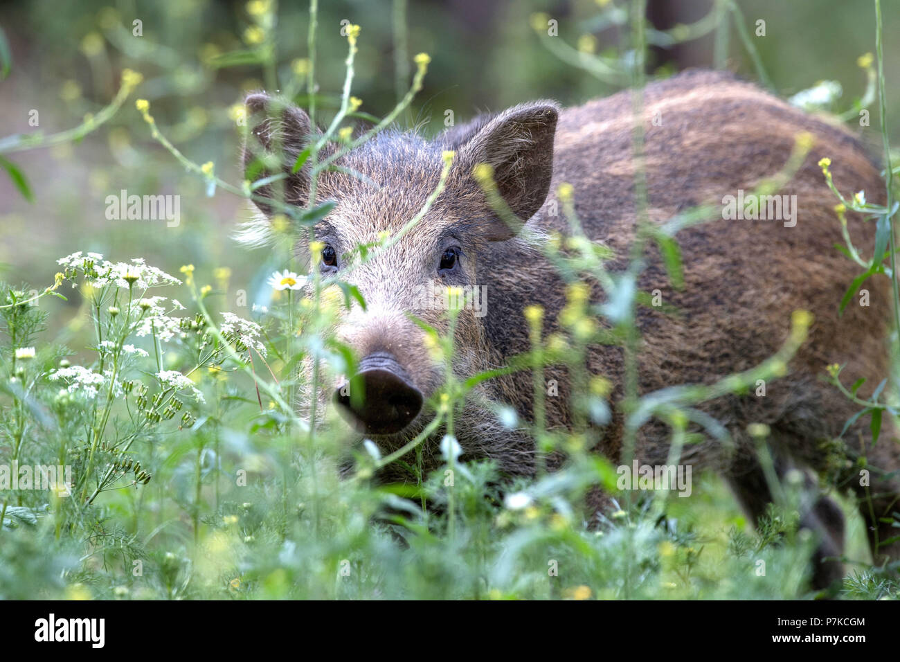 Wild boar, young boar in the forest, early summer Stock Photo - Alamy