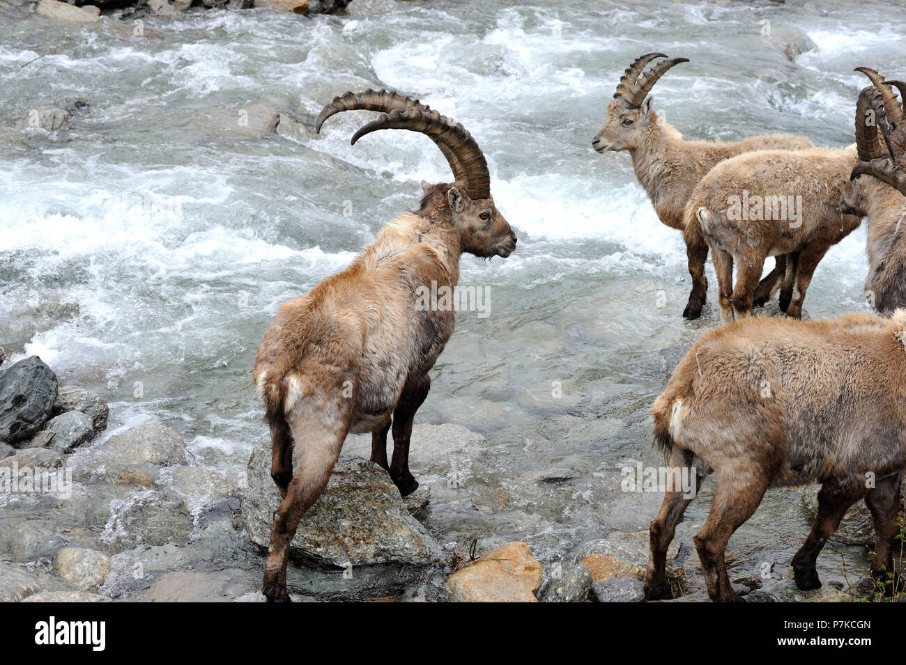 Ibexes at the river Stock Photo - Alamy
