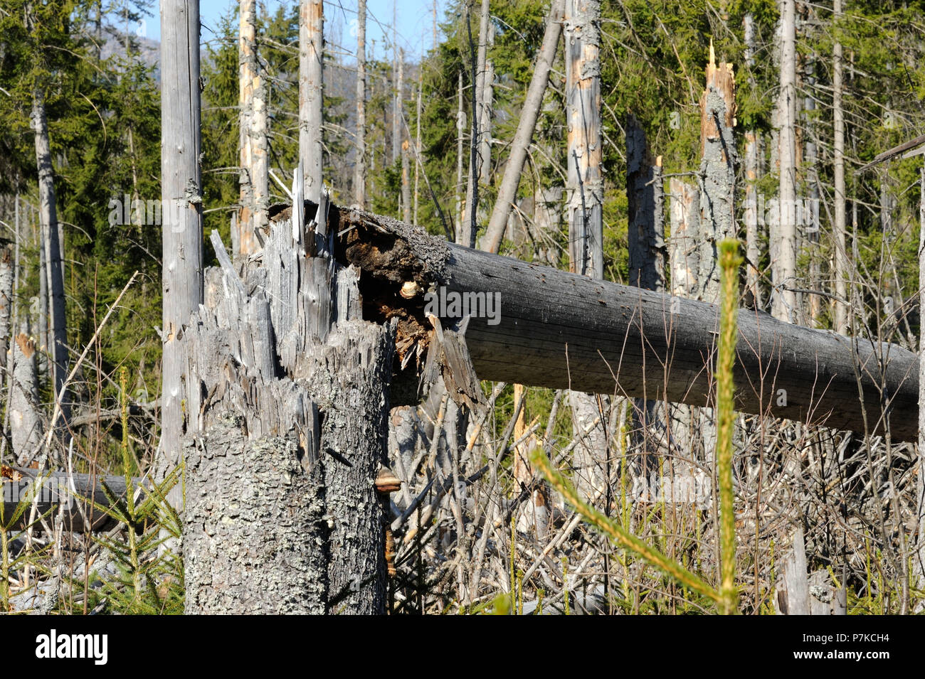 Forest, dead trees, bark beetle damage Stock Photo - Alamy