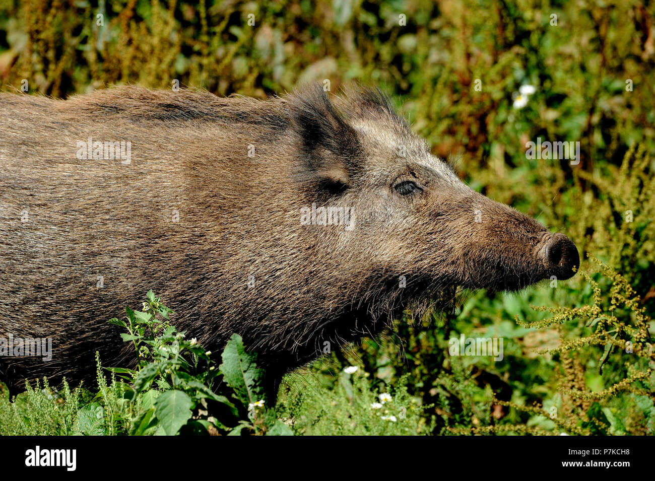 Boar boars hi-res stock photography and images - Alamy