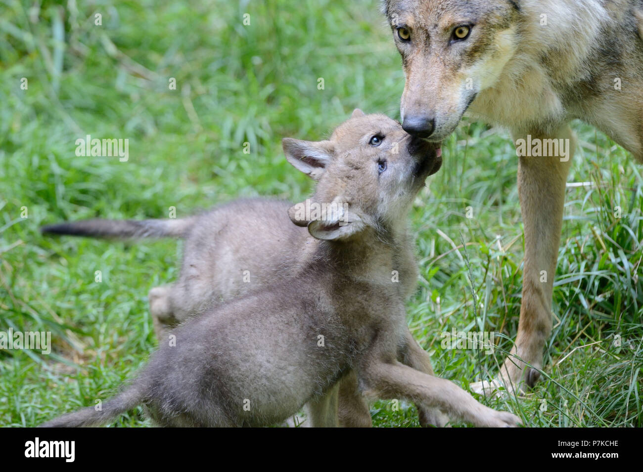 She wolves hi-res stock photography and images - Alamy