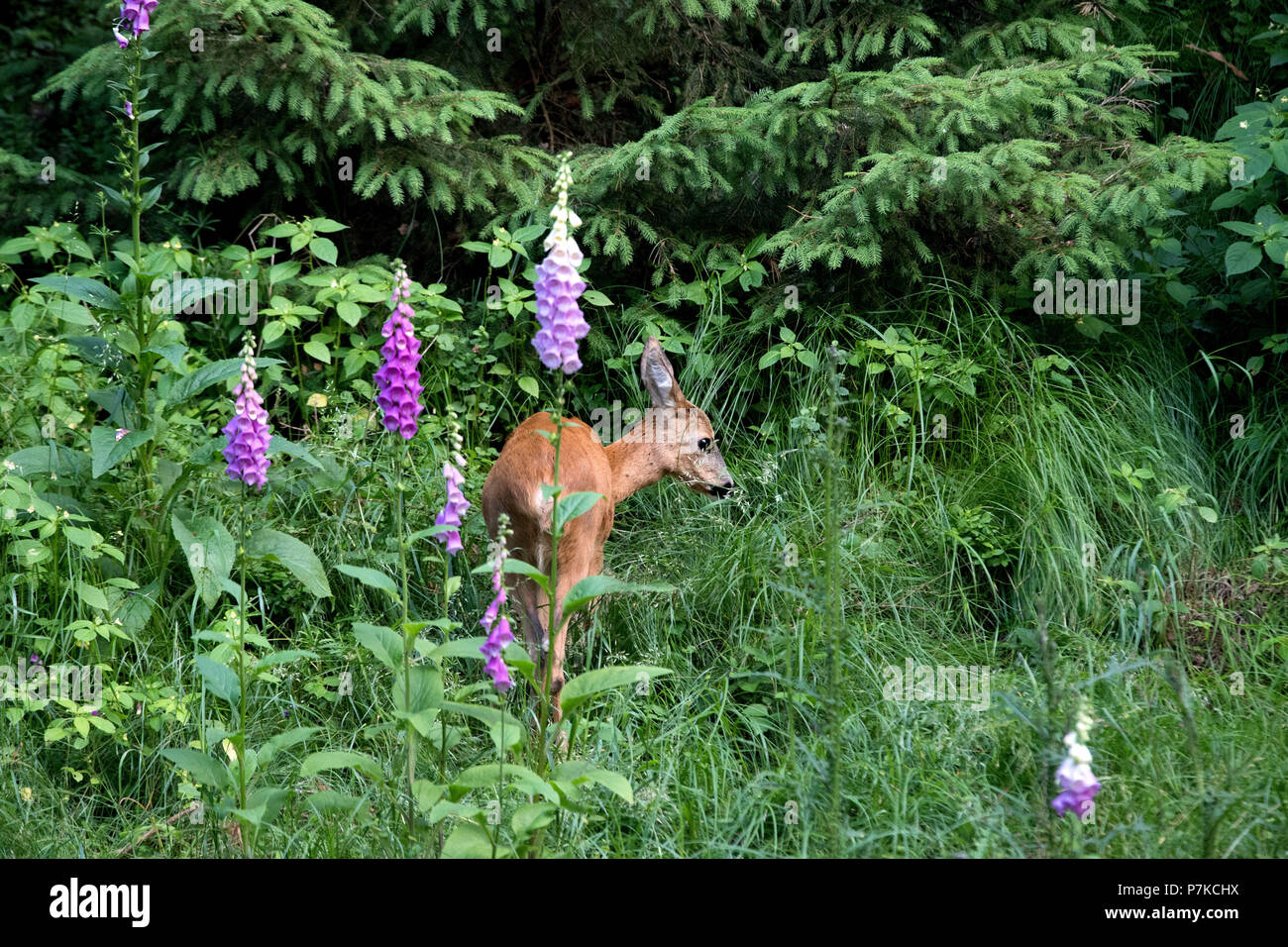 New world animal hi-res stock photography and images - Alamy