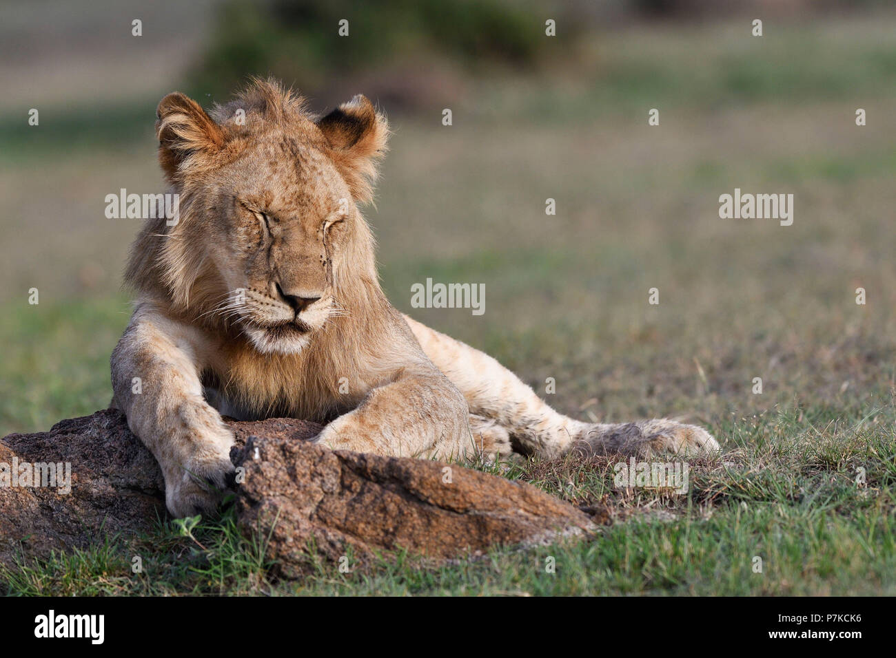 Sleeping young lion male, Panthera leo, portrait, Maasai Mara, Kenya ...
