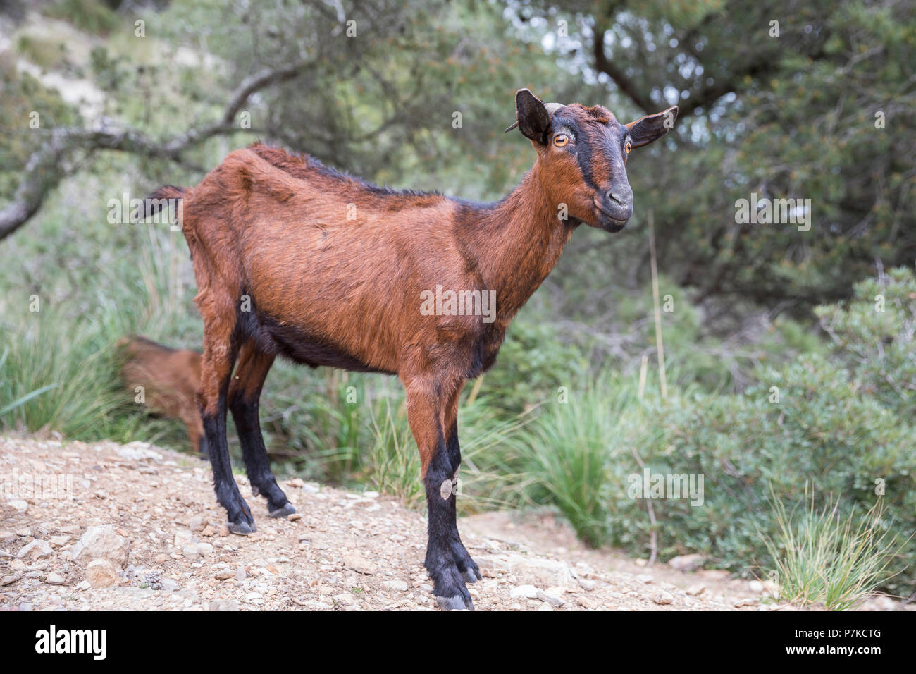 Goat majorca balearic islands spain hi-res stock photography and images ...