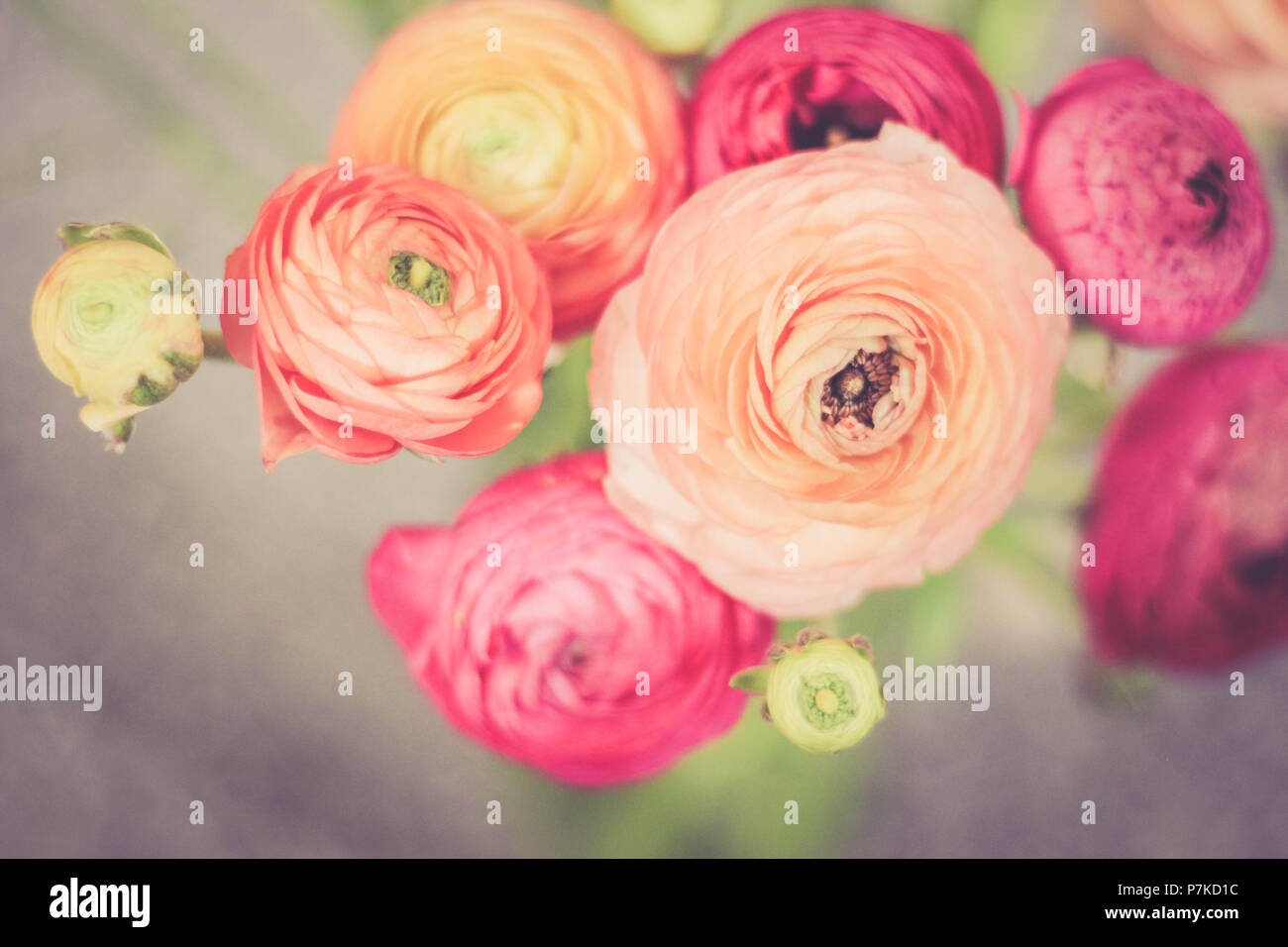 Ranunculus pastel pink hi-res stock photography and images - Alamy
