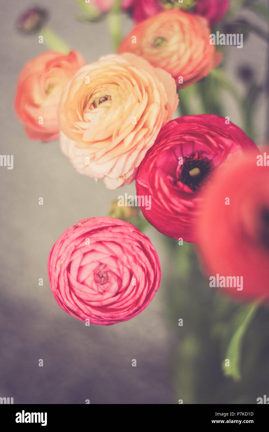 Ranunculus pastel pink hi-res stock photography and images - Alamy