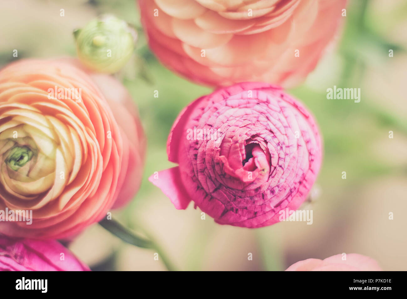 Ranunculus asiaticus bouquet hi-res stock photography and images - Alamy