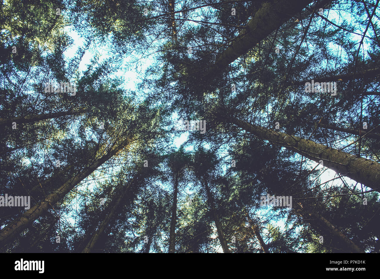 High angle shot trees hi-res stock photography and images - Alamy