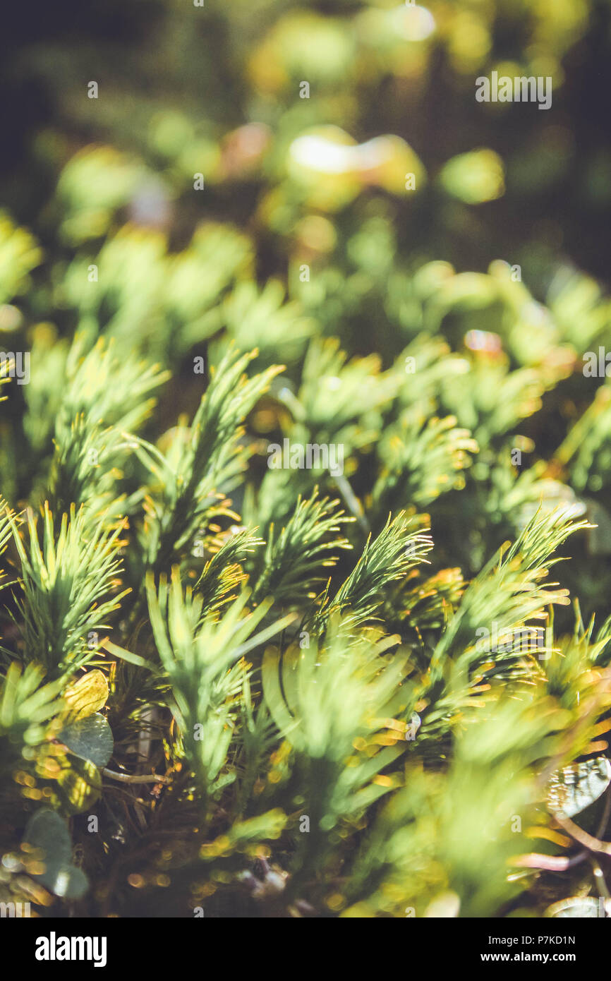Soil cover hi-res stock photography and images - Alamy