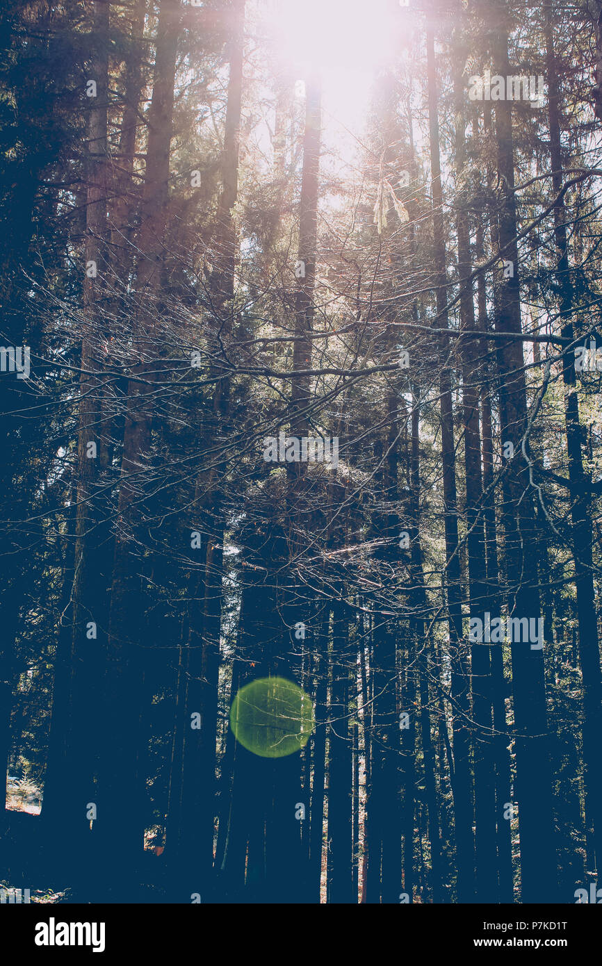 Forest backlight hi-res stock photography and images - Alamy