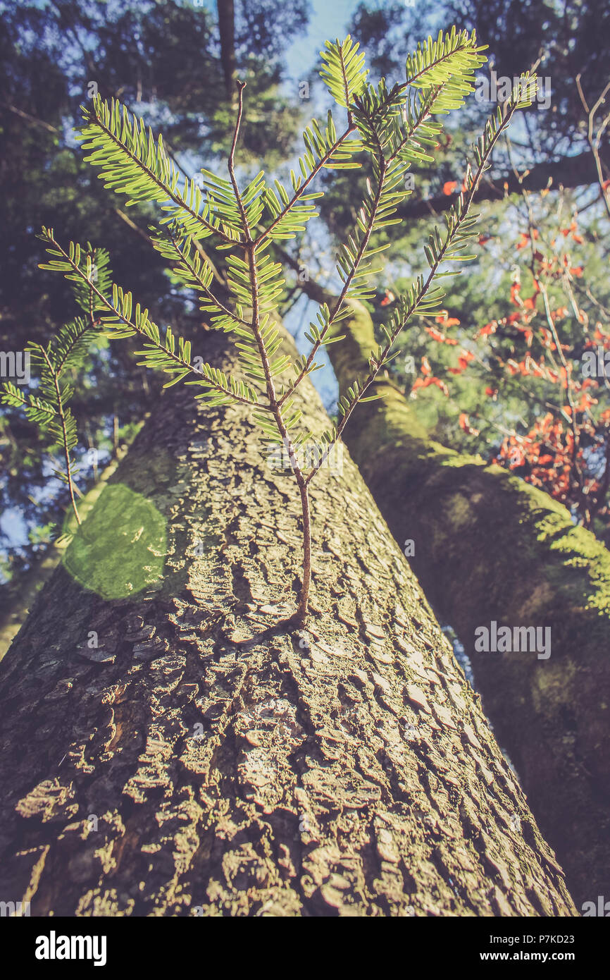 Tree low angle hi-res stock photography and images - Alamy
