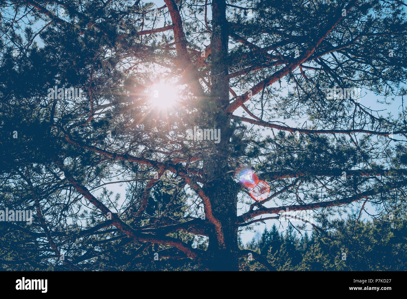 Tree of the heaven hi-res stock photography and images - Alamy
