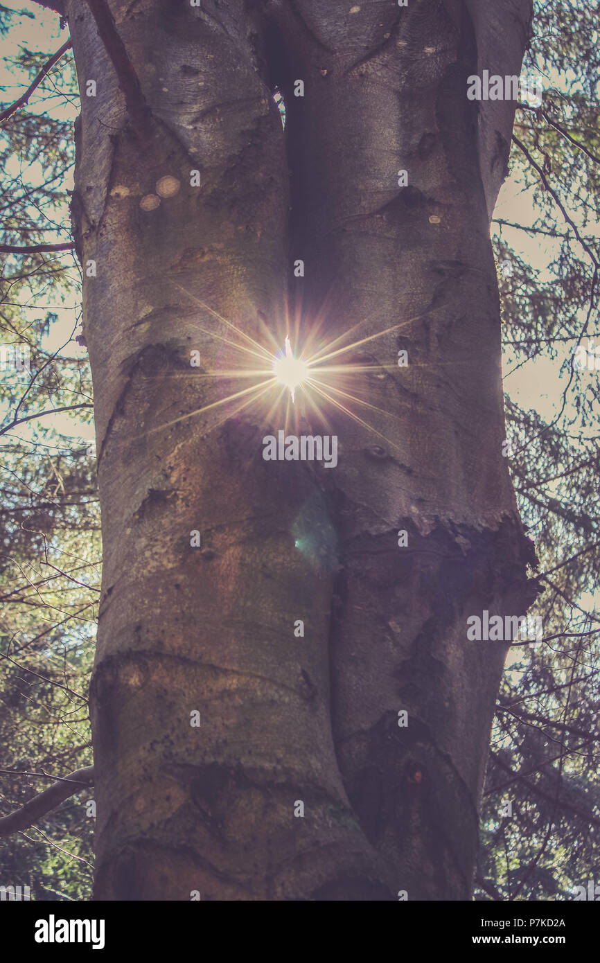 Trunks together hi-res stock photography and images - Alamy