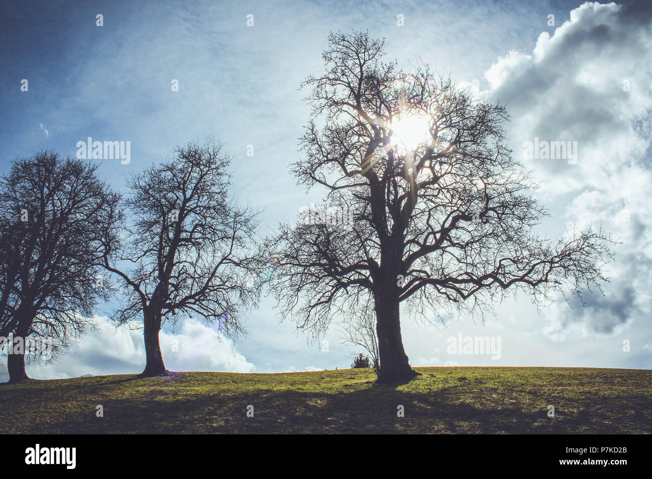 Silhouette trees with backlight hi-res stock photography and images - Alamy