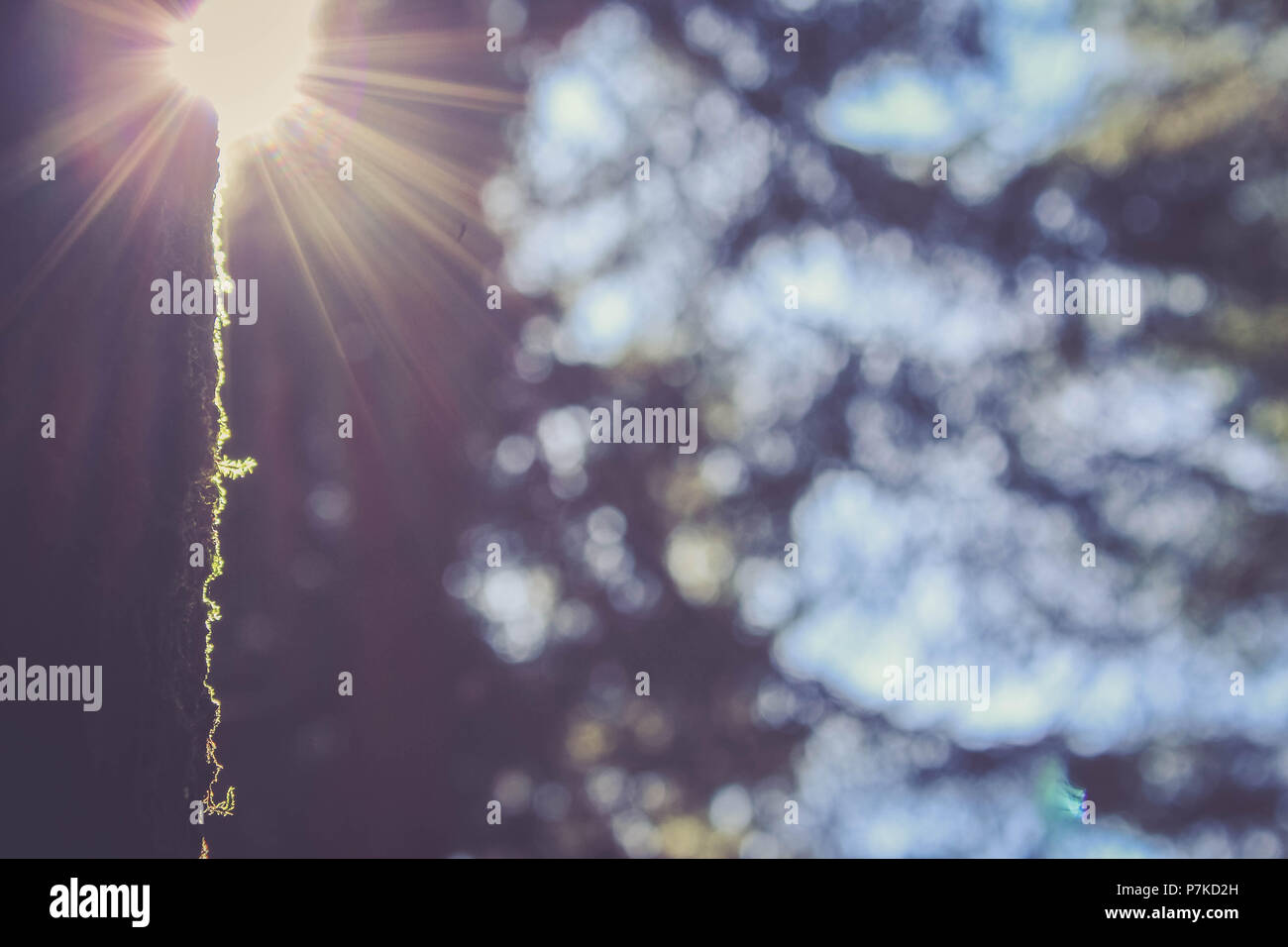 Tree trunk, sun, backlight Stock Photo - Alamy