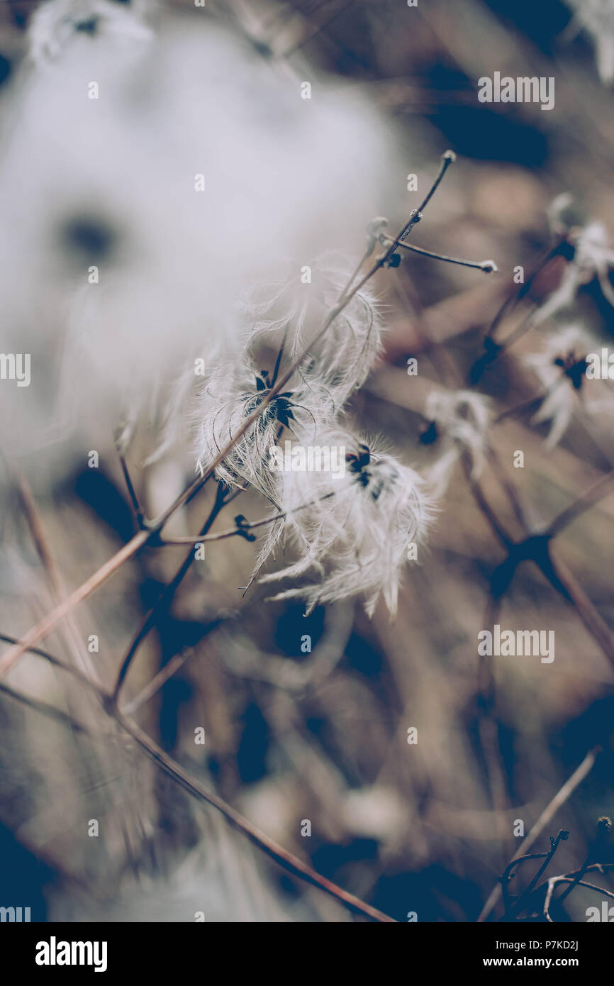 Common clematis, withered, seedling Stock Photo - Alamy