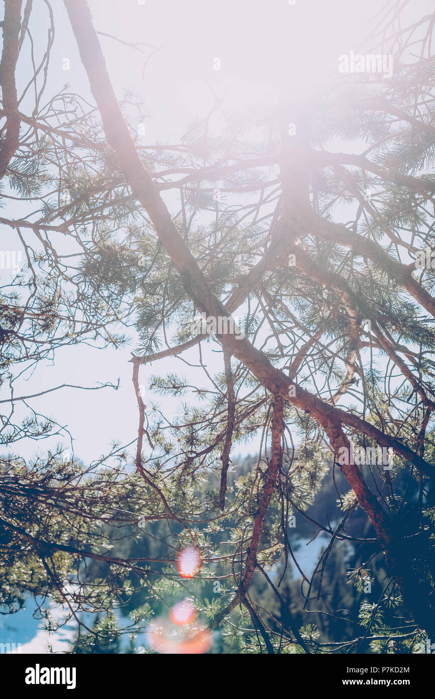 Tree, branches, backlight Stock Photo - Alamy