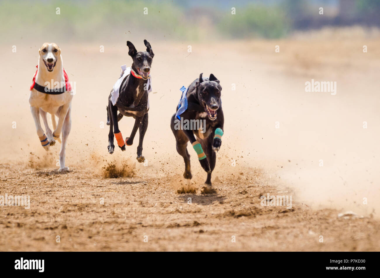 Afghan hound racing hi-res stock photography and images - Alamy