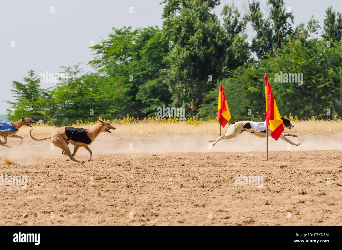Greyhound at full speed during a race Stock Photo - Alamy