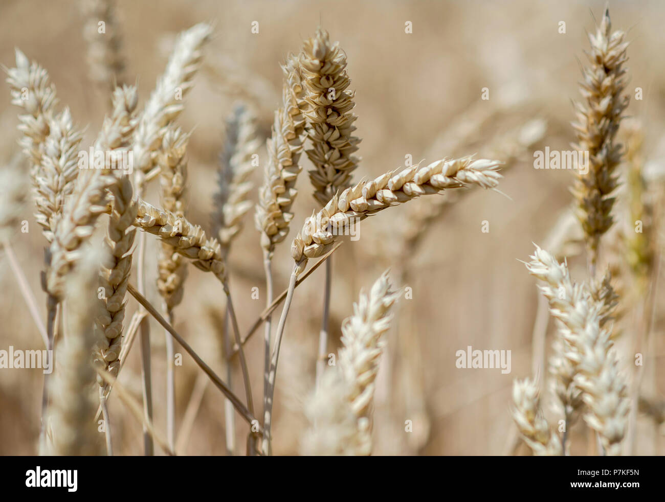 Bad wheat harvest hi-res stock photography and images - Alamy