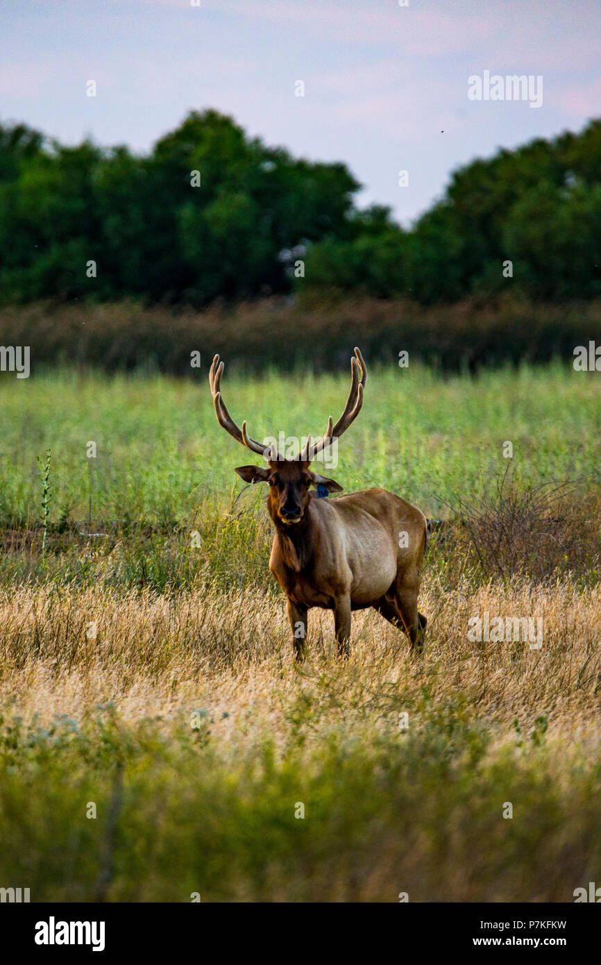 California, USA. 6th July 2018. Elk with their antlers in velvet at the ...