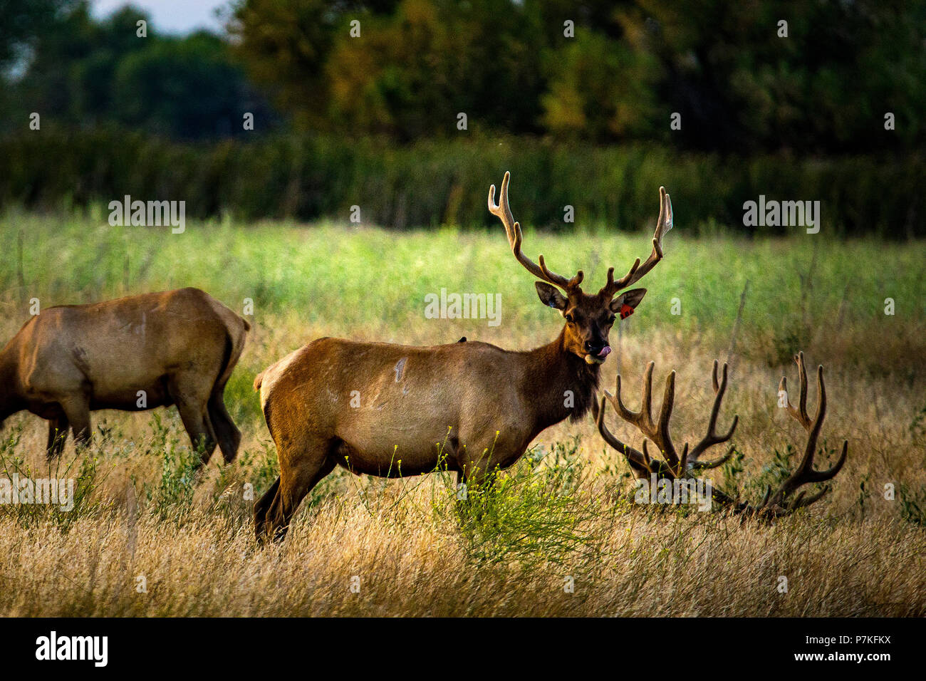 California, USA. 6th July 2018. Elk with their antlers in velvet at the ...