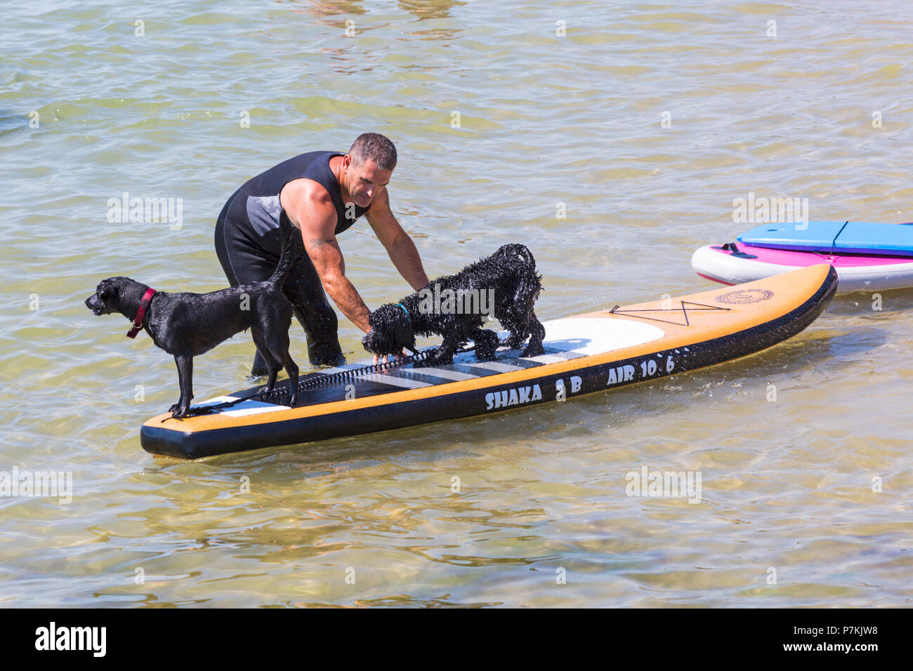 Patterdale labrador cross hi-res stock photography and images - Alamy