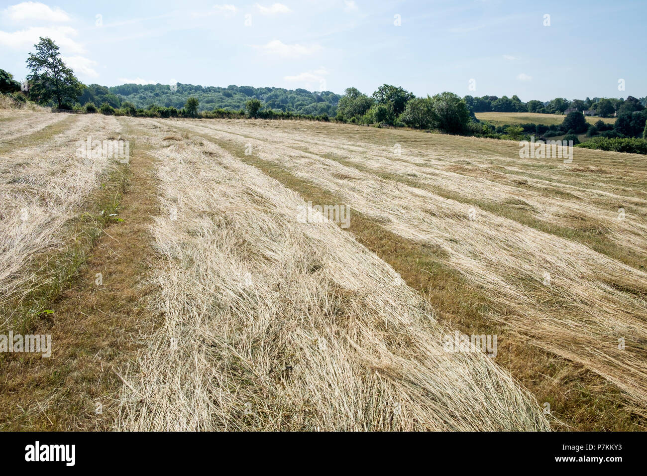 Bathwick meadow bath somerset england uk hi-res stock photography and ...