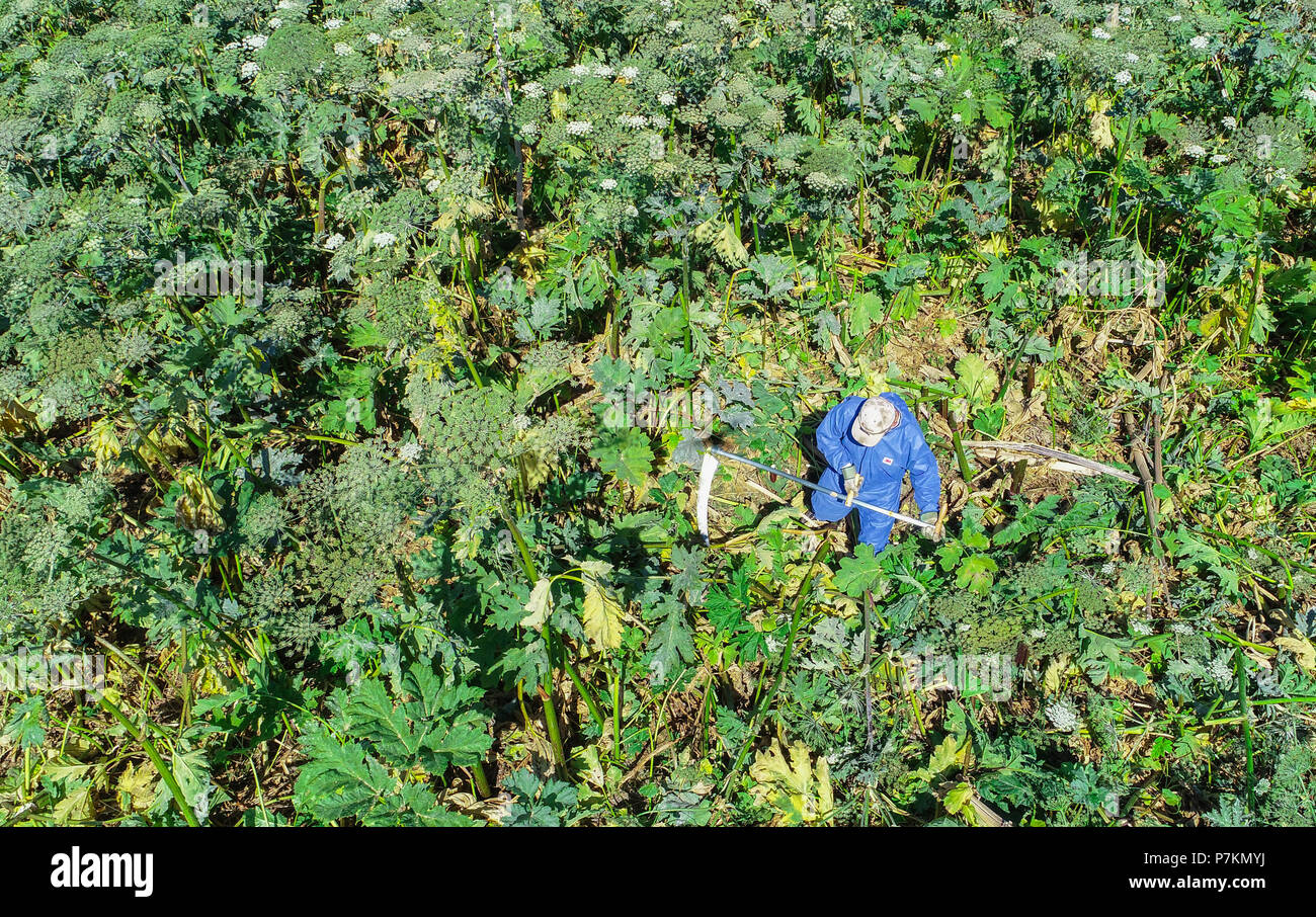 Heinersdorf, Germany. 03rd July, 2018. The Heracleum plant poses a ...