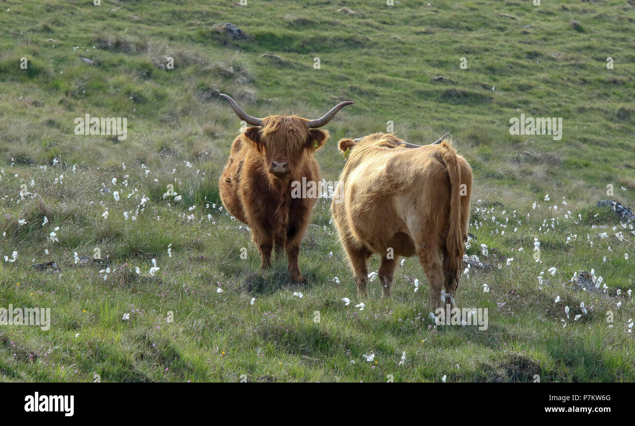 Cows bogyy meadow hi-res stock photography and images - Alamy