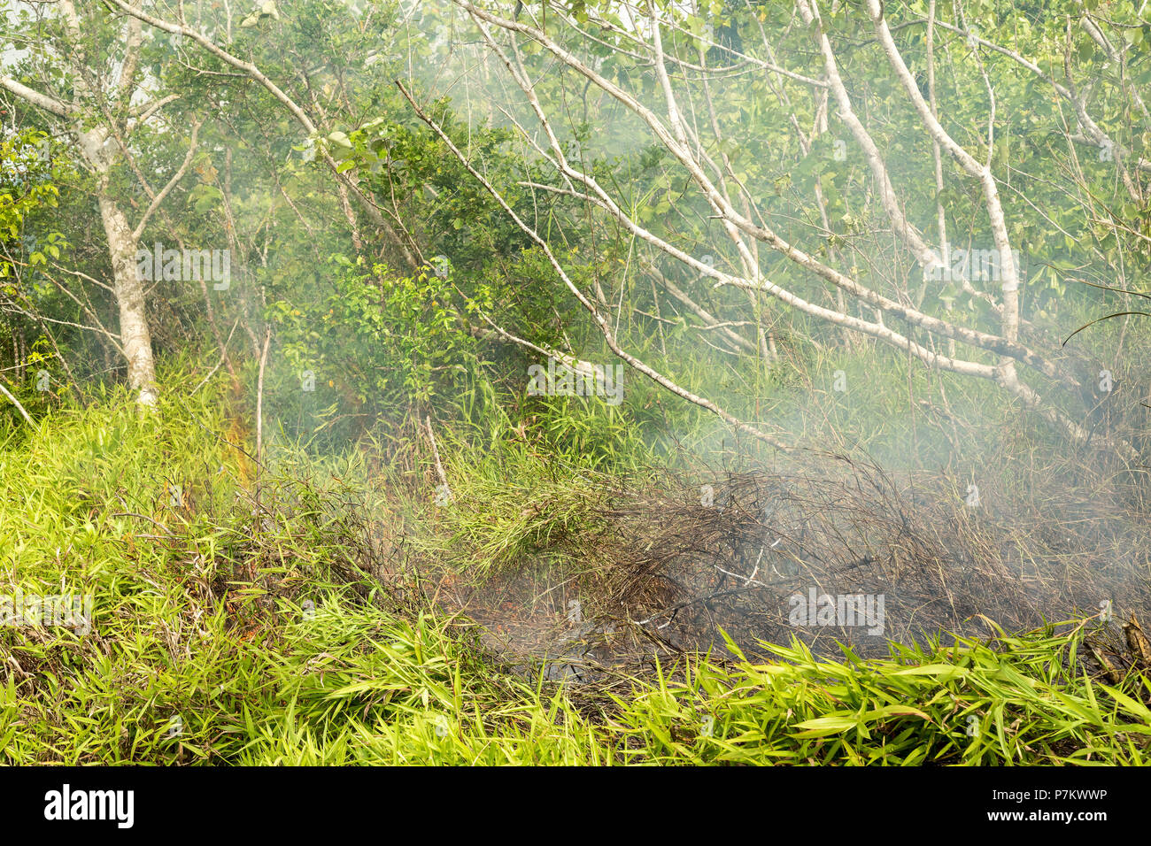 beginning forest fire in the jungle Stock Photo - Alamy