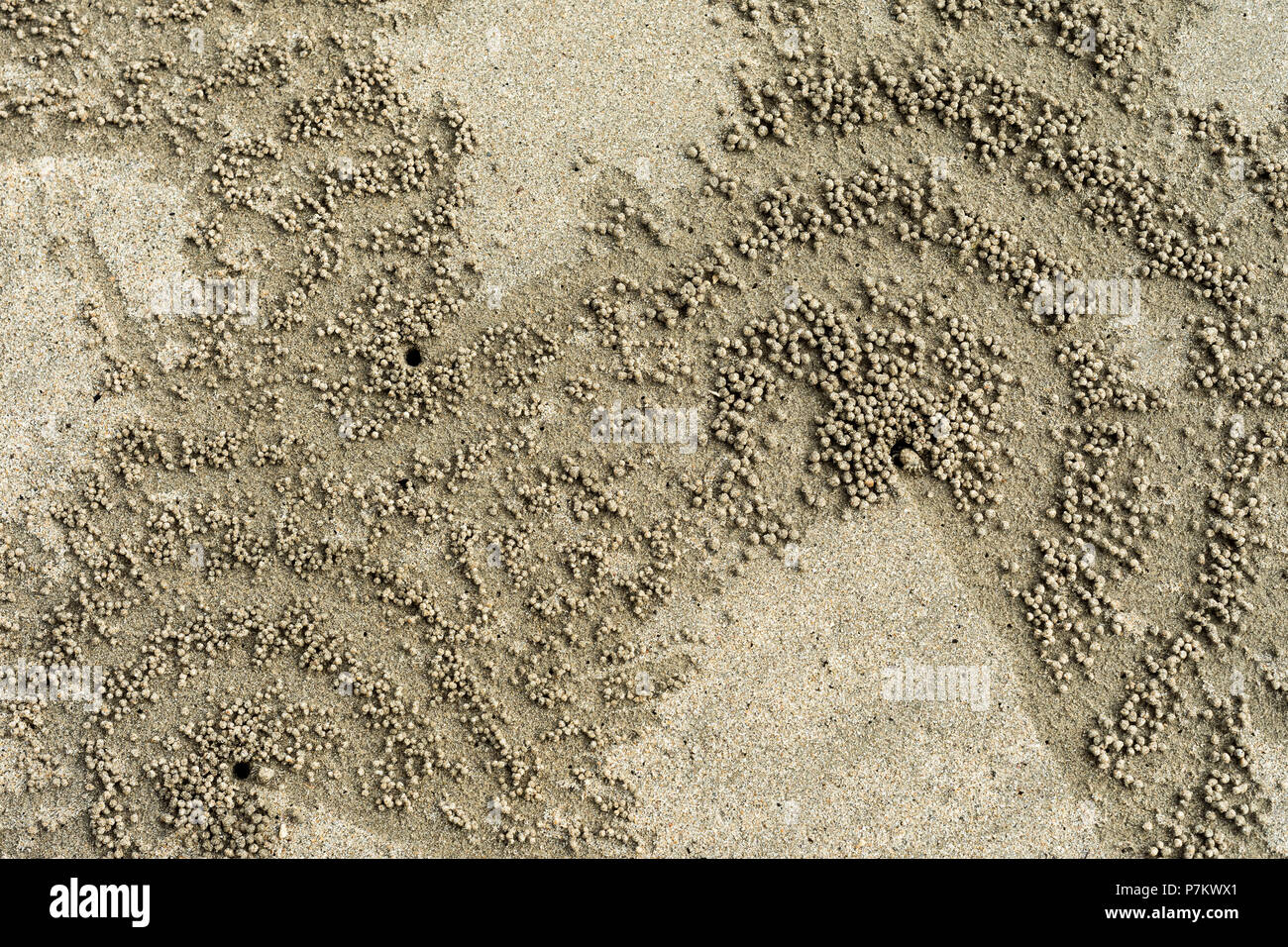 Cleaning shellfish hi-res stock photography and images - Alamy