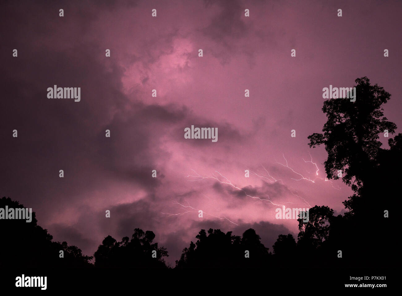Lightning in the night sky over the jungle on Sumatra Stock Photo - Alamy