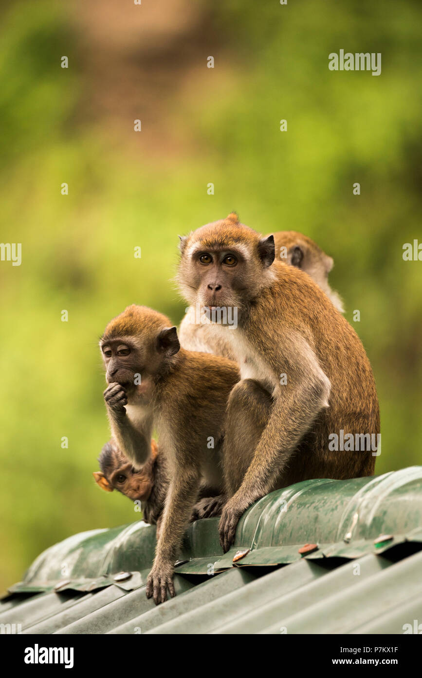 Curious macaque hi-res stock photography and images - Alamy