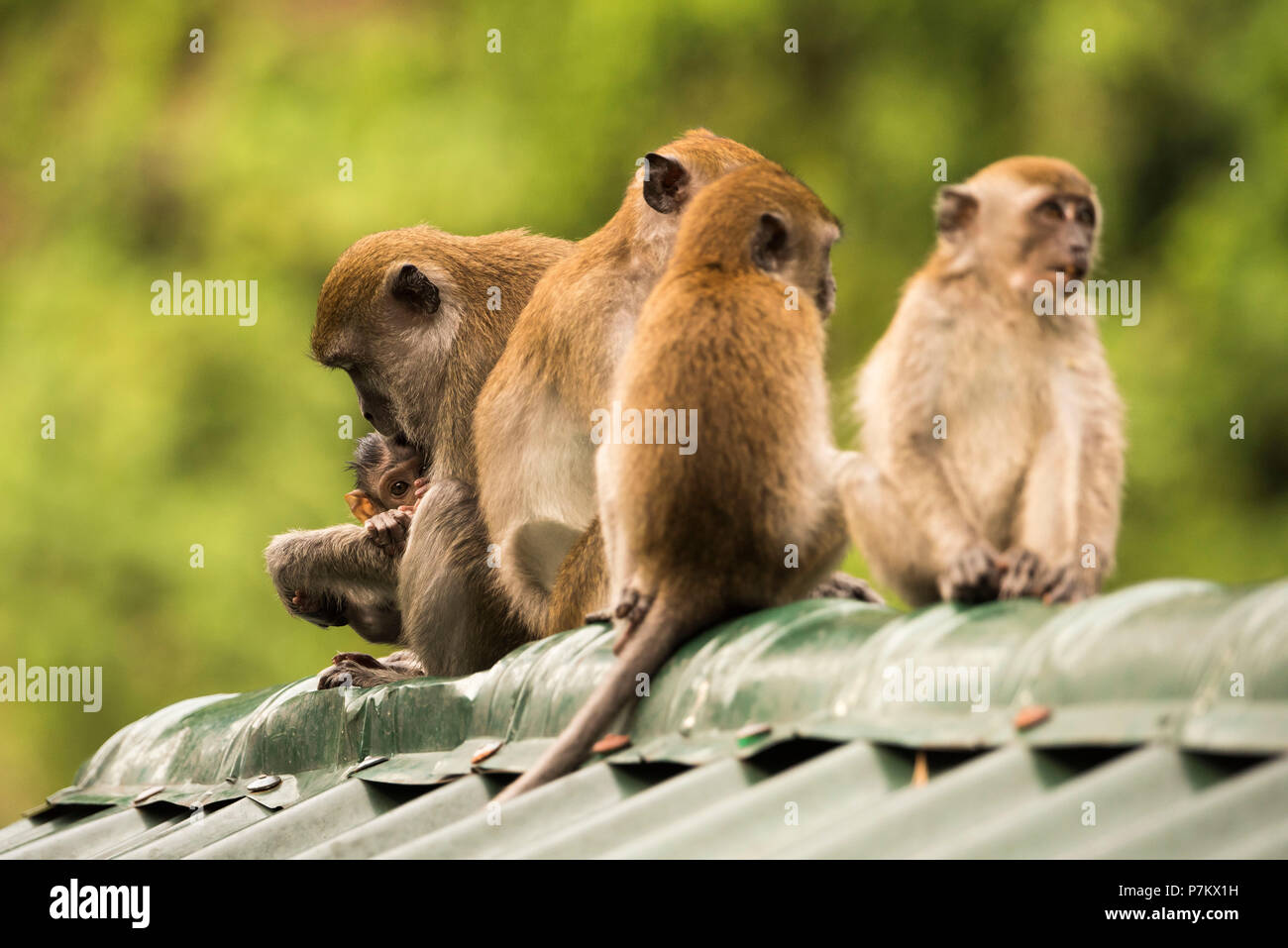 Curious macaque hi-res stock photography and images - Alamy
