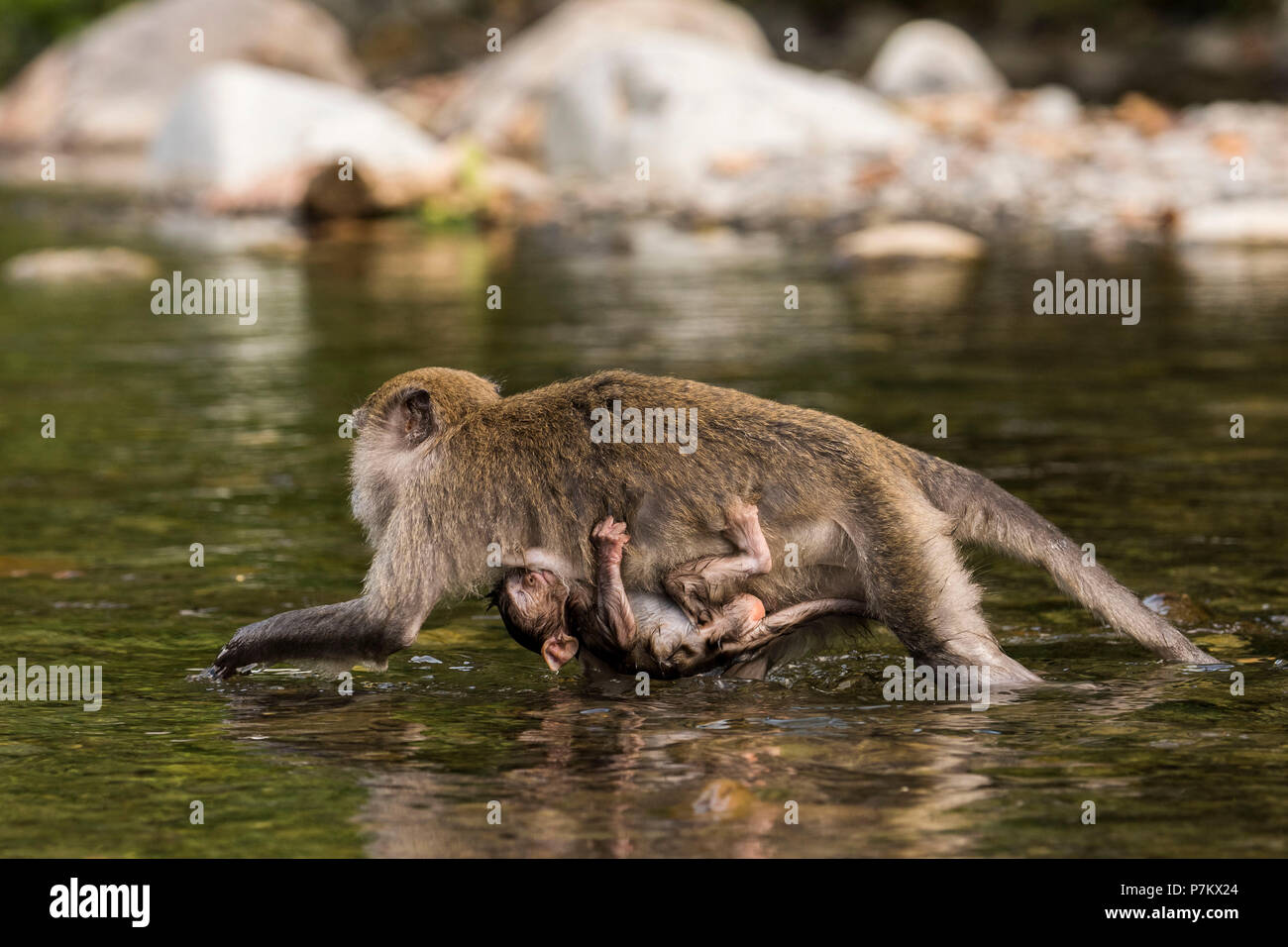 Young monkey clinging to its mother hi-res stock photography and images ...