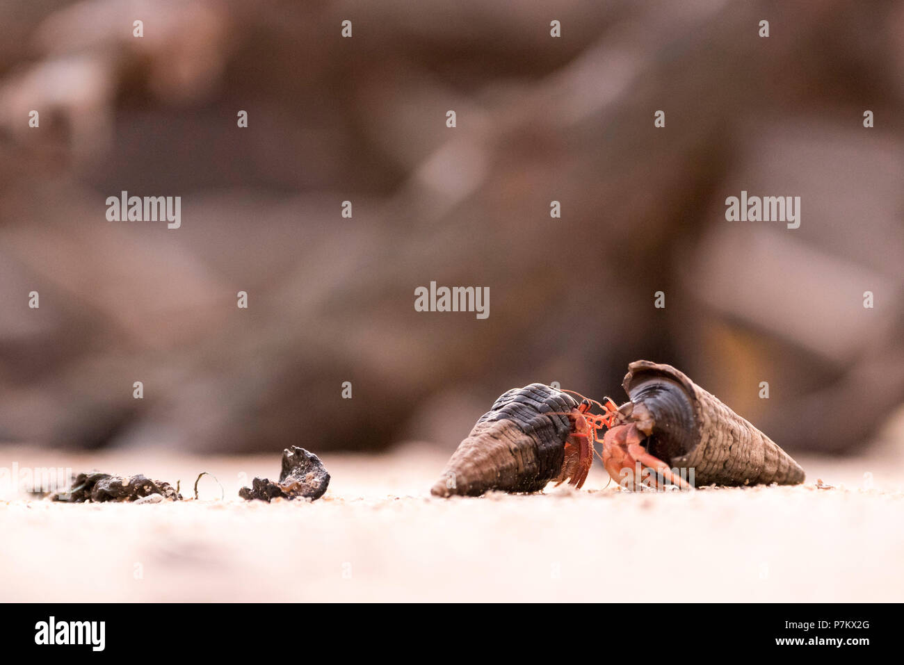 Hermit crabs fight hi-res stock photography and images - Alamy