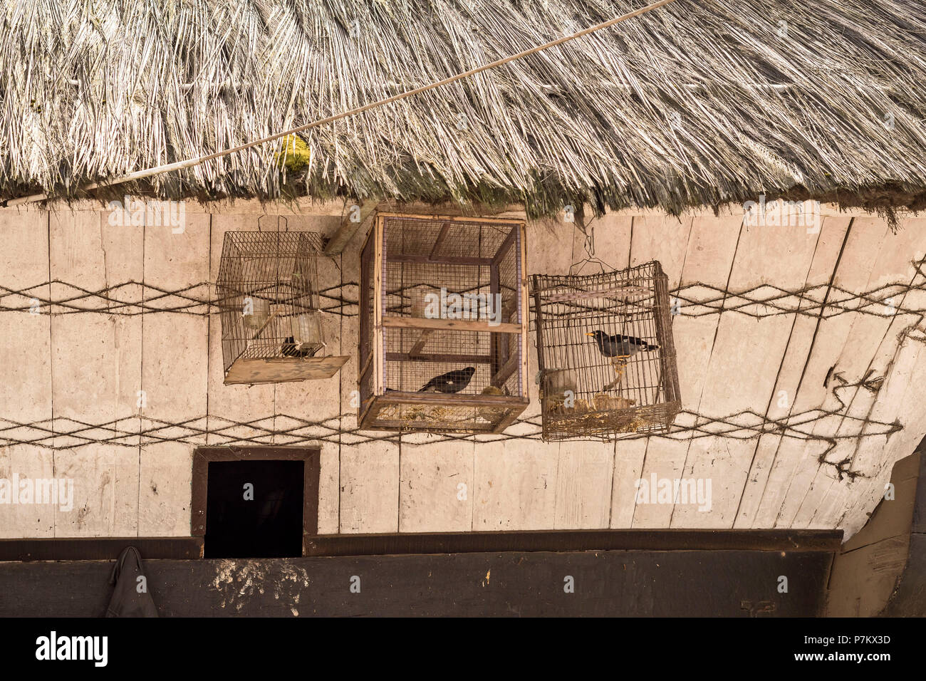 Bird husbandry at a traditional Batak house in Sumatra Stock Photo - Alamy