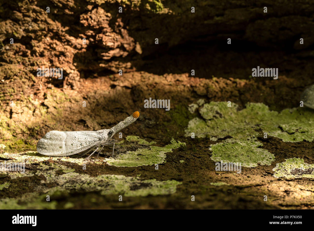 White lantern beetle Stock Photo - Alamy