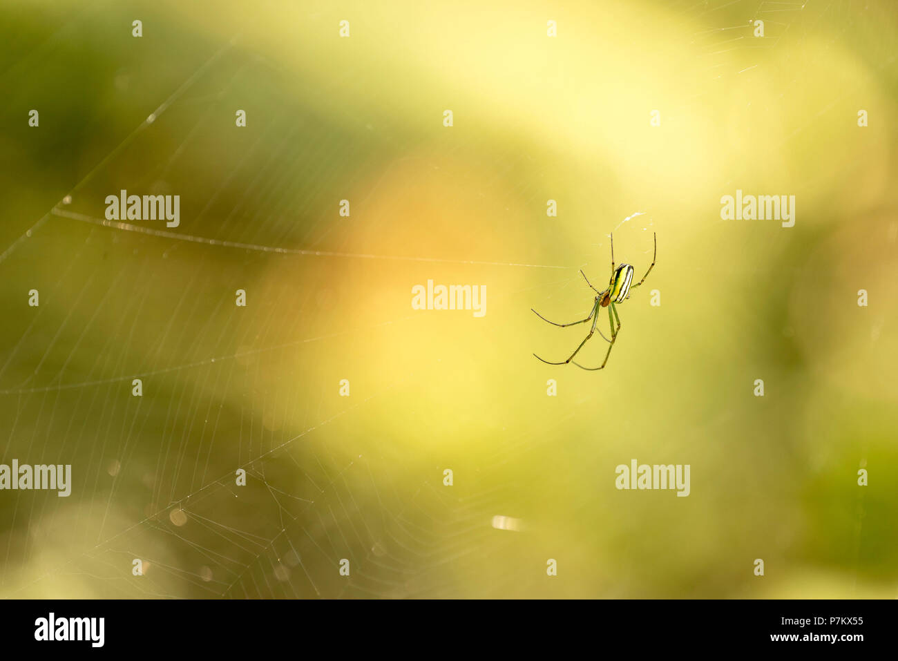 Indonesian spider hi-res stock photography and images - Alamy