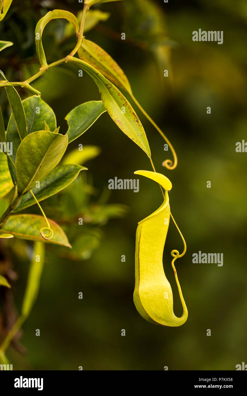 Pitcher plant in Gunung Leuser National Park Stock Photo - Alamy