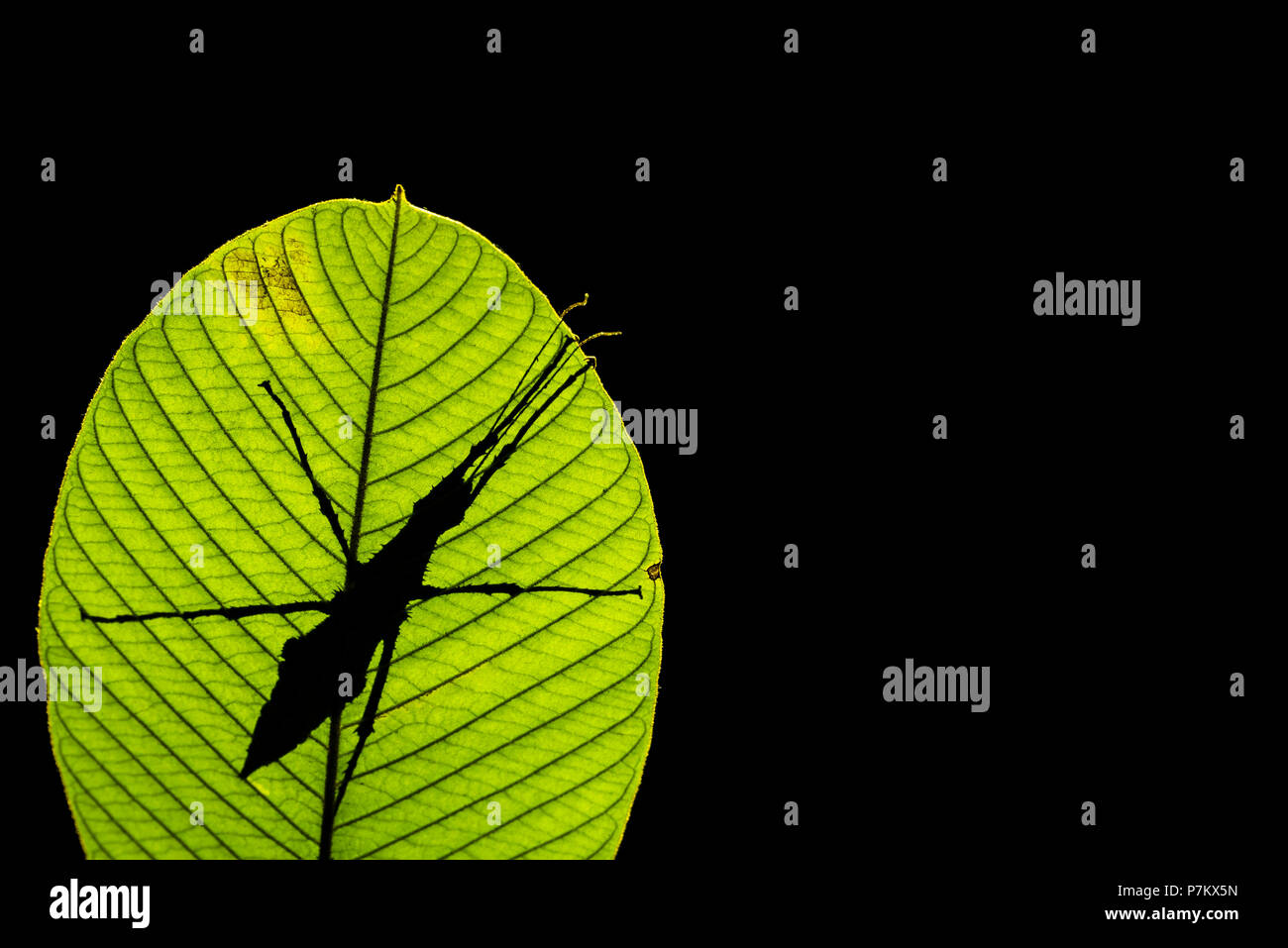 Oil Palm Stick Insect from the jungle of Sumatra, Indonesia, Eurycantha ...