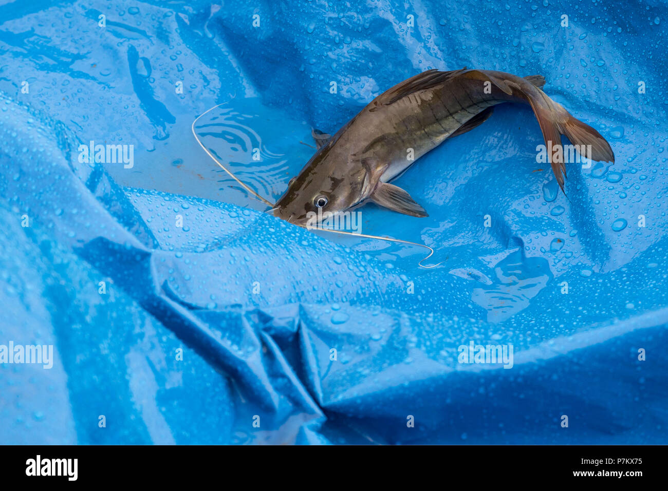 Caught fish on a tarp in the boat of an Indonesian fisherman Stock ...
