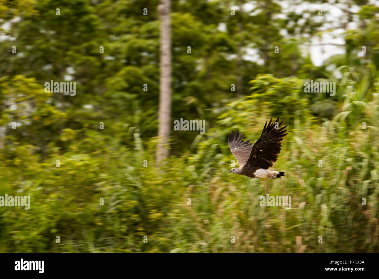 Eagle in the jungle of Indonesia Stock Photo - Alamy