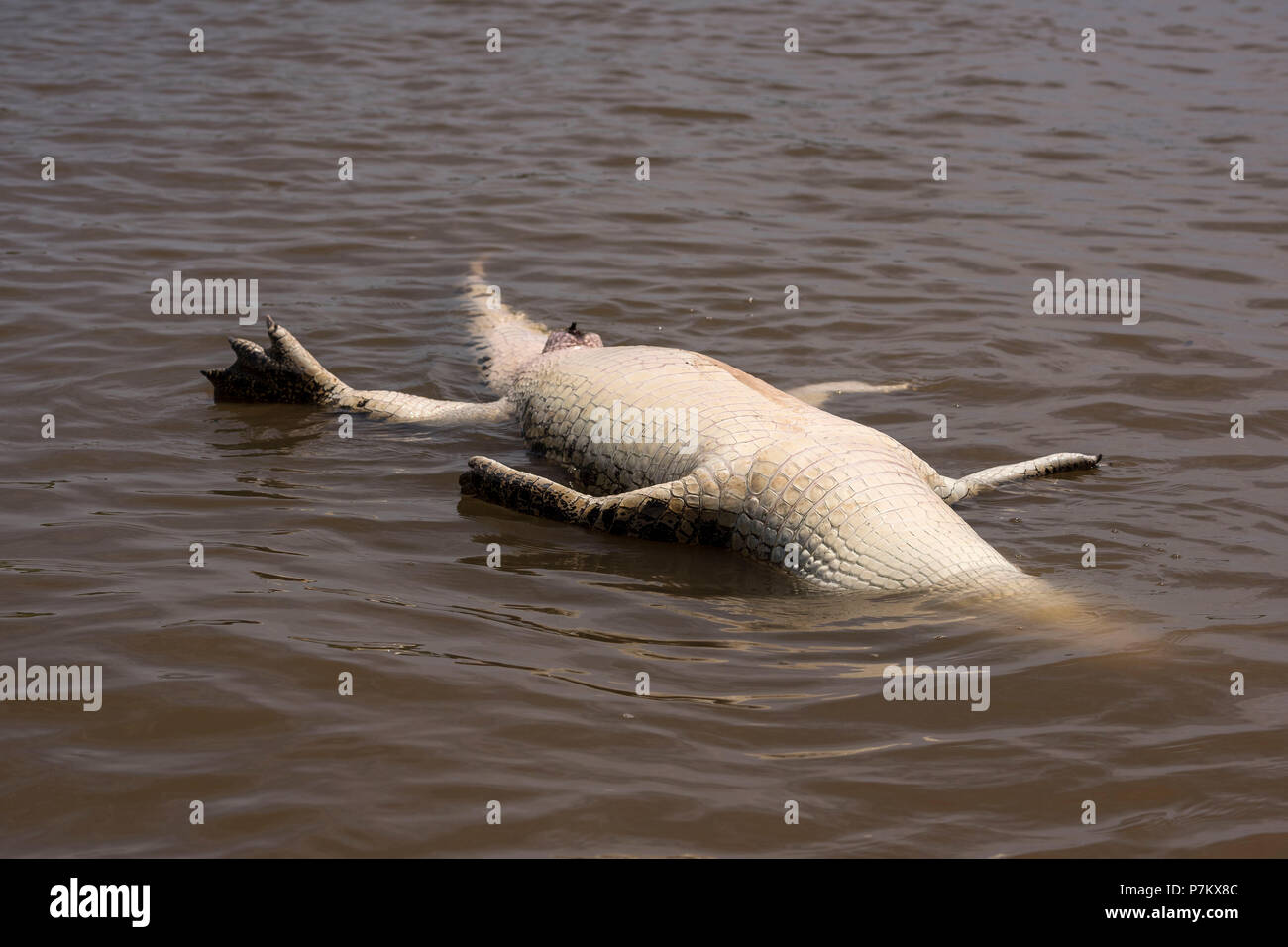 Crocodile killed hi-res stock photography and images - Alamy